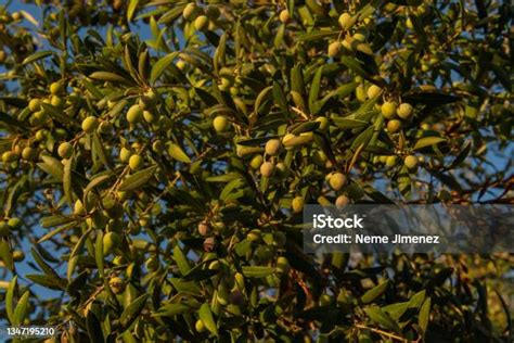 화창한 날 새벽에 올리브 나무 인 올레아 유로파에아 에 올리브를 가까이서 닫습니다 지중해 식단과 문화의 이미지 마요르카 섬 스페인 건강한 식생활에 대한 스톡 사진 및 기타