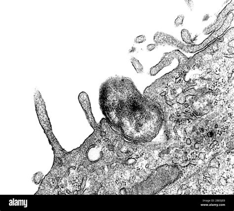 Bacterial Cell Under Electron Microscope