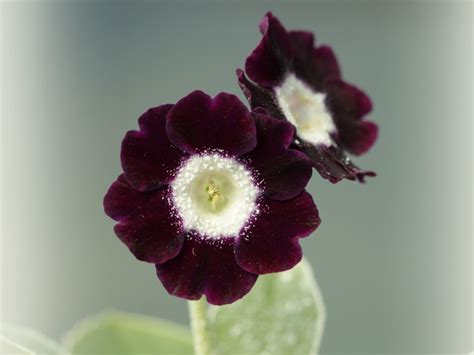 Primula Auricula Eden Simon