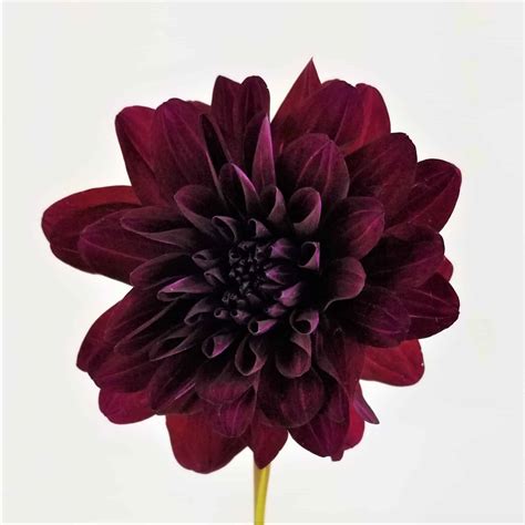 Burgundy Dahlia Silk Flowers At Elmer Johnson Blog