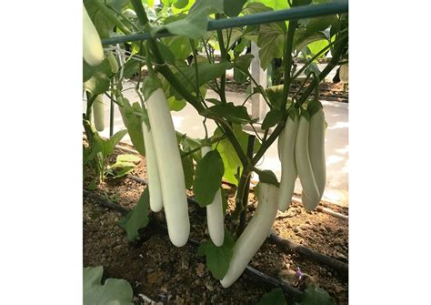 蔬菜研究所