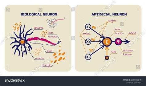 Visual Schemes Biological Artificial Neurons Neural Stock Vector Royalty Free 2383737345