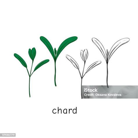 손으로 그린 메밀 마이크로 그린 흰색 배경에 격리된 스케치 스타일의 벡터 그림 0명에 대한 스톡 벡터 아트 및 기타 이미지