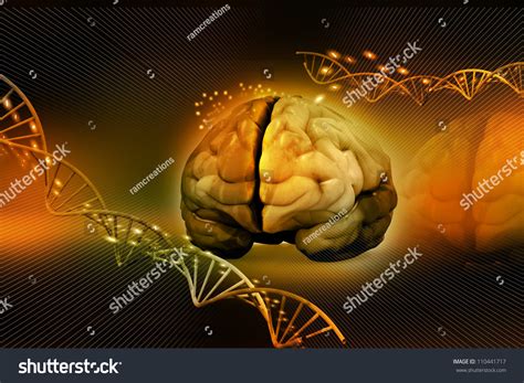 Human Brain Dna Stock Illustration Shutterstock