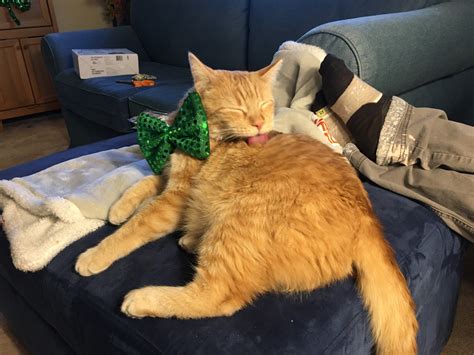 Bob The Cat On Tumblr