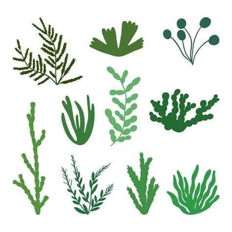 Linda Verde Algas Marinas Colocar Marina Planta Elementos Dibujos