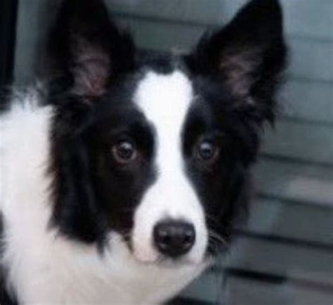 언니들이 서로 자기꺼라며 싸우고 있자 눈치 ‘힐끔 살피는 강아지 표정 애니멀플래닛