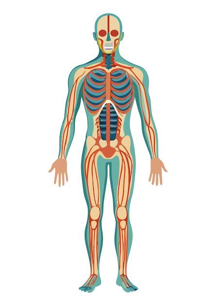 색 배경에 있는 인간 해부학 터 일러스트레이션 프리미엄 Ai 생성 벡터