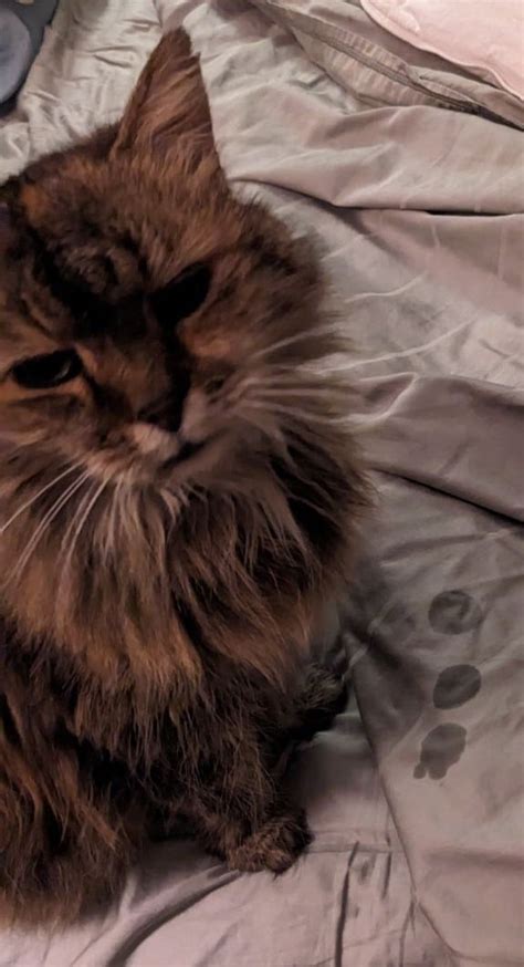 Cat Nose Drip Rsiberiancats