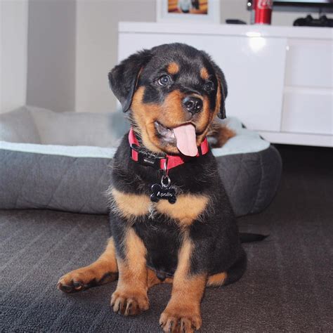 Rottweiler Puppies For Sale Dallas Tx 290752 Petzlover