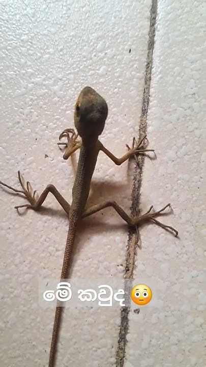 ඩයිනෝසර් යුගයේ කටුස්සන් දැකල තියනවද😳😳😳😳😳😳😳😳😳😳😳😳 1million Lizard Nature Srilanka Cute