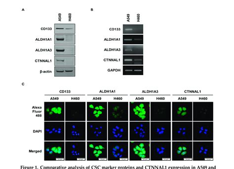 Comparative Analysis Of Csc Marker Proteins And Ctnnal1 Expression