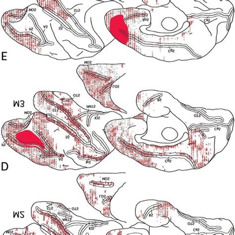 Cortico Cortical Connections To Selected Areas Of The Ofc Medial Areas