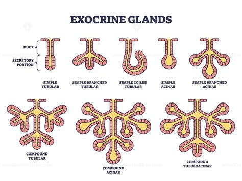 Exocrine Glands Structure For Anatomical Secrete Substances Outline