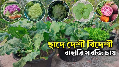 ছাদ বাগানে শীতকালীন সবজি চাষ পদ্ধতি সবজি চাষের পদ্ধতি How To Grow