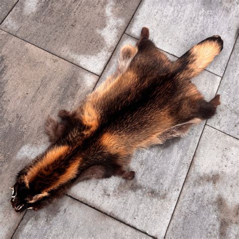 Wolverine Furs And Pelts Medieval Fur