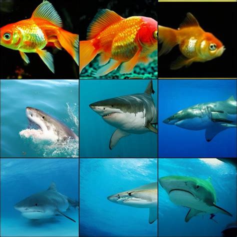 Benign Samples And Unrestricted Adversarial Examples On The Imagenet Download Scientific