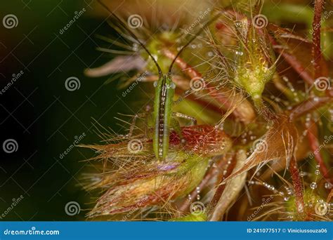 Lesser Meadow Katydid Nymph Stock Image Image Of Lesser Meadow