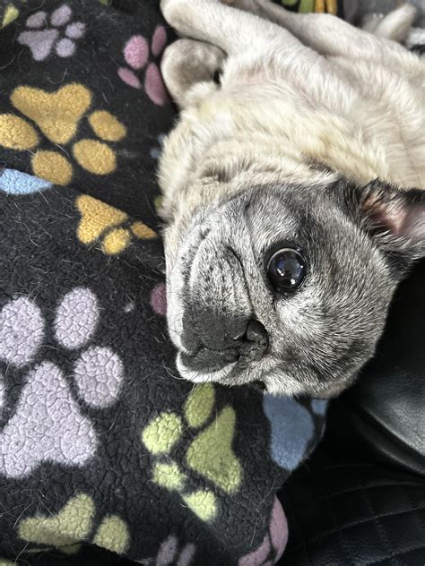 Sparkly Eye Cutie Pie R Pugs