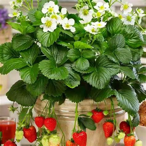 基于yolov5的草莓病虫害检测识别yolo害虫检测 Csdn博客