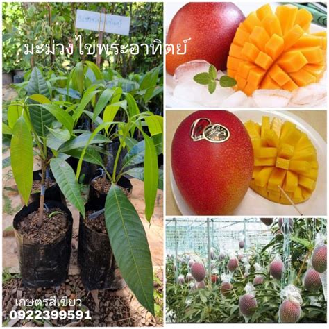 ไทโยโนทามาโกะ ถูกที่สุด พร้อมโปรโมชั่น ก พ 2024 Biggoเช็คราคาง่ายๆ