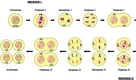 Fajarv Simple Meiosis Prophase 1 Diagram Vrogue Co