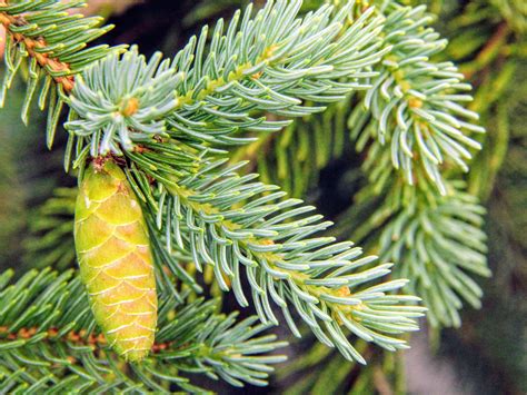 Picea glauca 'Pendula' White Spruce | Conifer Kingdom