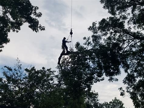 Gallery Tip Top Tree Service Oklahoma City