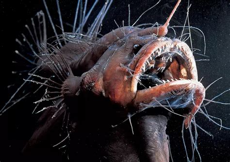 Blubber Fish Facts The Ugly Truth About The Worlds Saddest Fish