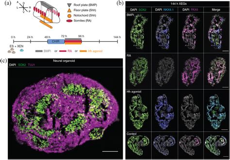 Signaling Perturbation Experiments And Continued Differentiation Download Scientific Diagram