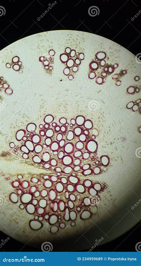 Structure Of Beet Root Under A Microscope Stock Image 234959689