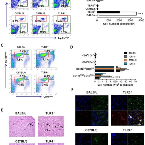 Tlr3 Signaling Pathways Leading To The Activation Of Nf κb And Irf3 Download Scientific Diagram