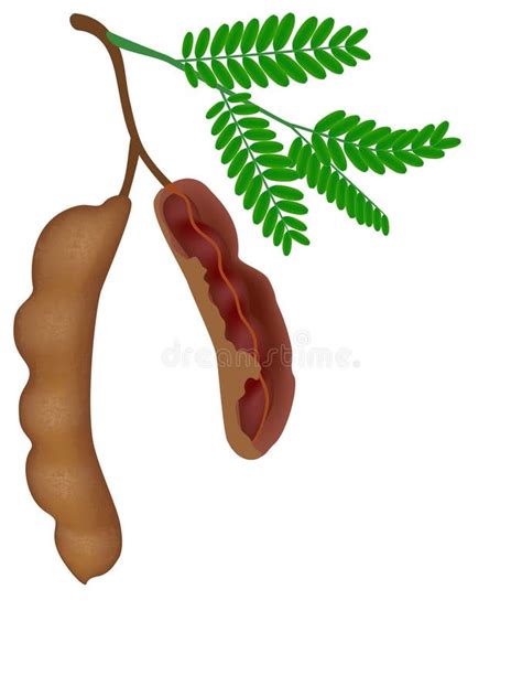 Tamarind Tree With Fruits And Roots On A White Background Stock Vector Illustration Of Asian