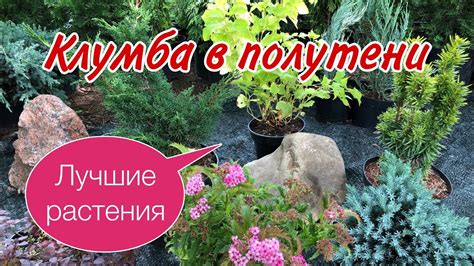 Найкращі рослини для північної клумби ХВОЙНІ рослини для ЗАТІНКУ