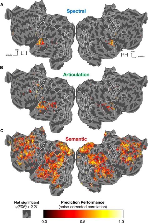 The Hierarchical Cortical Organization Of Human Speech Processing Center For Neural
