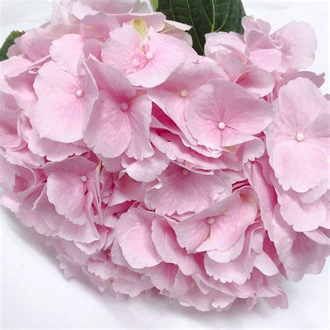 생화 수국핑크 구해줘꽃