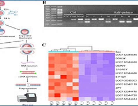 Longcell Single Cell And Spatial Alternative Splicing Analysis With Nanopore Long Read Longcell Single Cell And Spatial Alternative Splicing Analysis With Nanopore Long Read