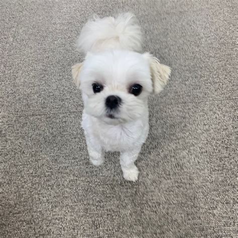 말티즈 구름 강아지 책임분양 입양완료 강아지파양 고양이파양 유기견무료분양입양 아이조아요양보호소