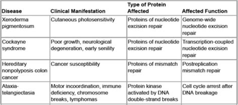 Dsa5 Mutagenesis And Dna Repair Flashcards Quizlet