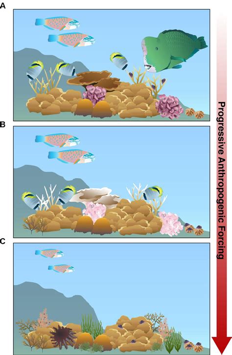Frontiers Corallivory In The Anthropocene Interactive Effects Of