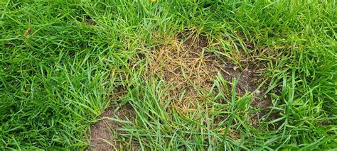 Dead Patches In Newly Seeded Lawn Rlawncare