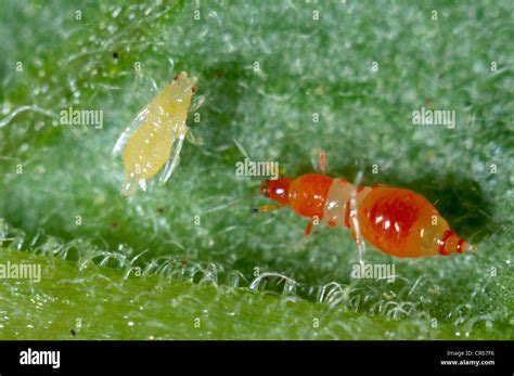 Predatory Thrips Franklinothrips Vespiformis Larva With Western