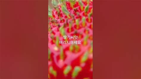 딸기씨 발아 시키는 방법 딸기씨앗 버리지 마세요 호기심 으르 딸기씨 발아시켜봤어요 Youtube