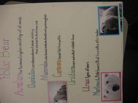 Linnaeus Taxonomy Classification Challenges Taxonomy Education