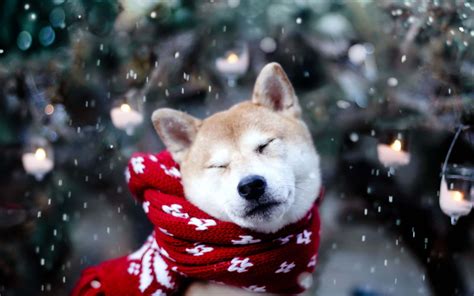 Download Frolicking In The Snow Wallpaper