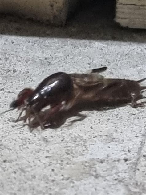 What Tf Is This Cricket X Cockroach Hybrid Rwhatsthisbug