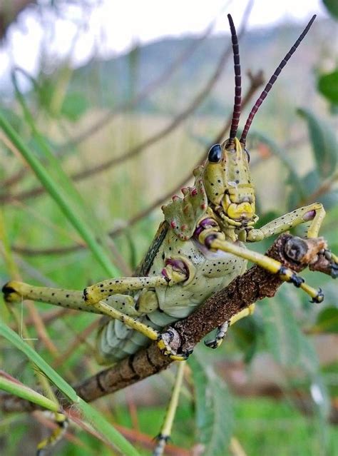 Wise Old Grasshopper By Flycatcher