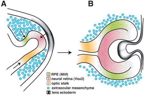 Eye Morphogenesis And Patterning Of The Optic Vesicle Abstract