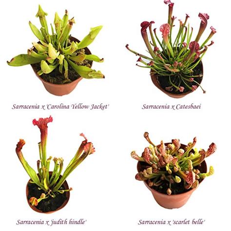 3 Inch Sarracenia Assortment Pack 25 Pack