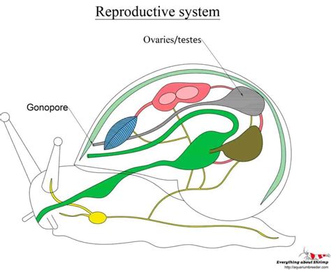 Snails Internal Anatomy Shrimp And Snail Breeder